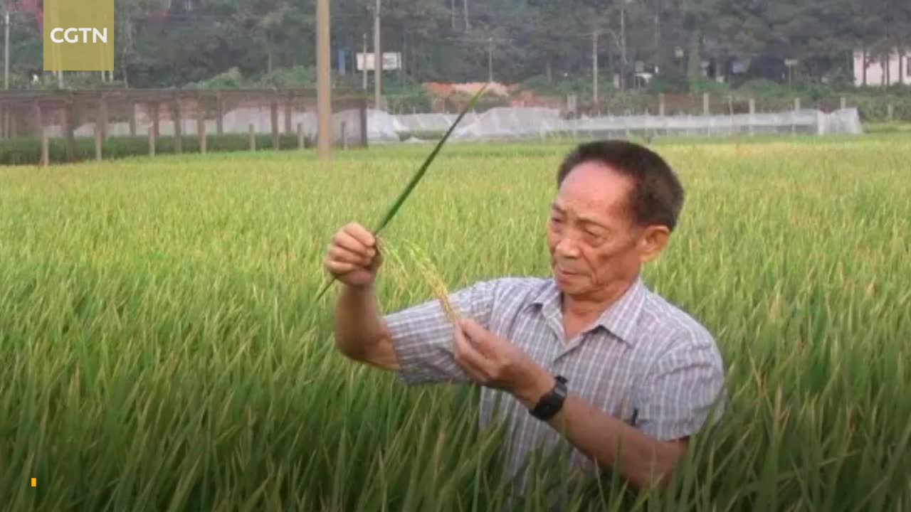 A lifelong dedication to keep people fed: The life of Yuan Longping ...